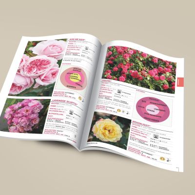 Kordes garden rose catalogue | Kordes Rosen