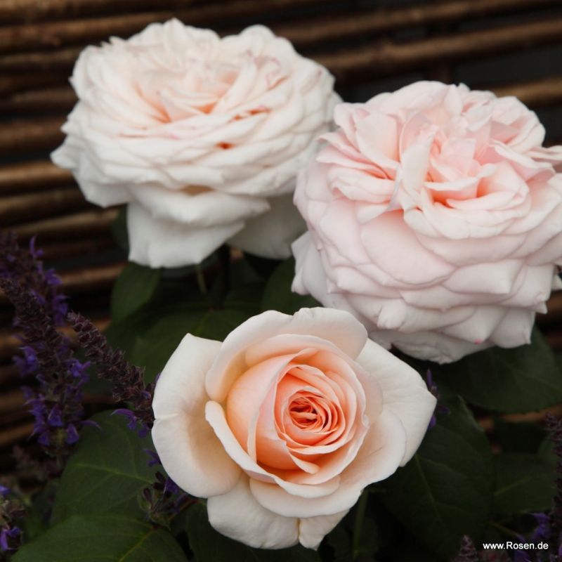 Courage® | Kordes Rosen