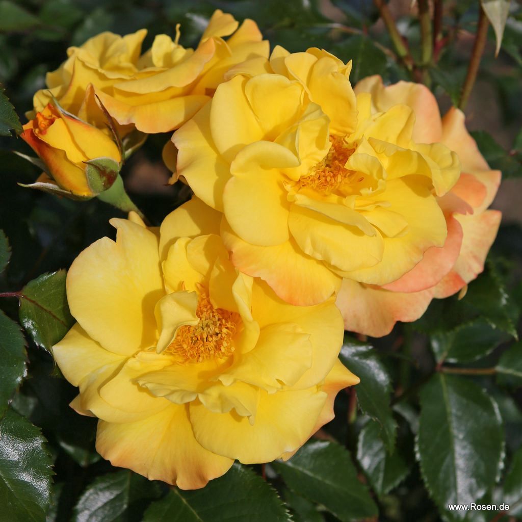 Bright Smiles® | Kordes Rosen