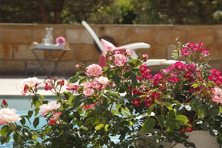 ADR®-Rosen / ROSELAX® Rosen | Kordes Rosen