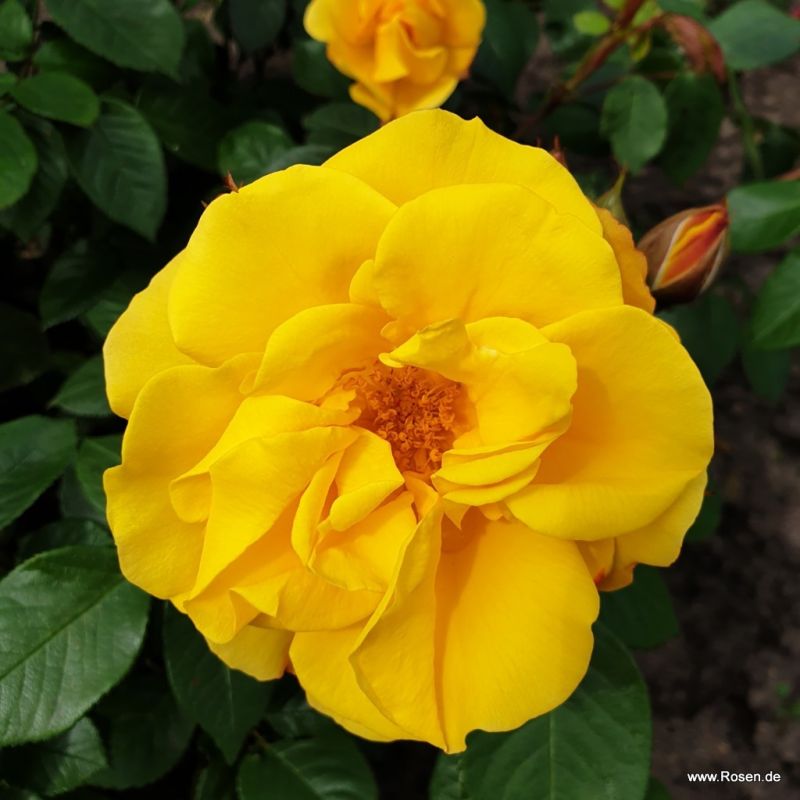 Sunmaid® | Kordes Rosen