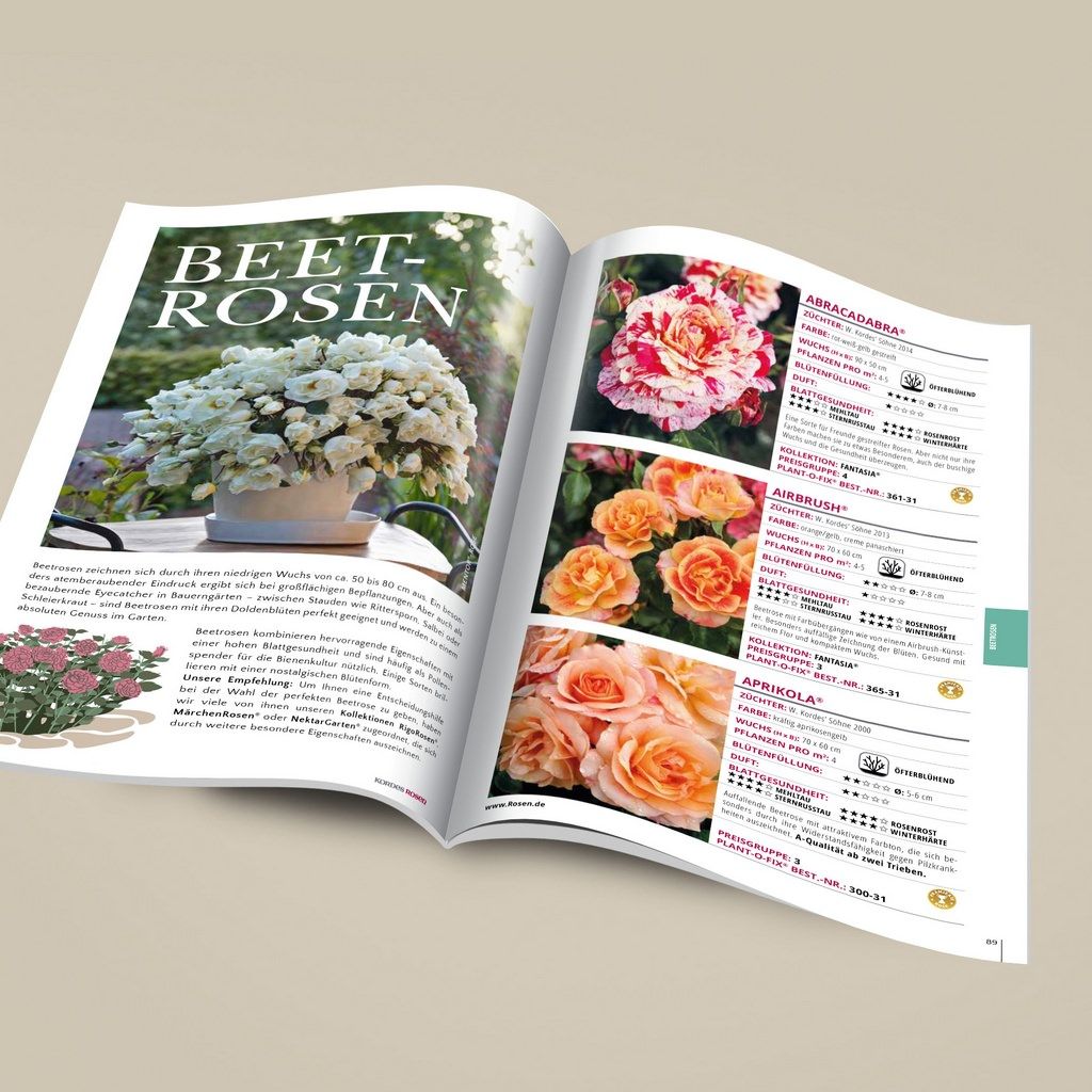 Kordes Gartenrosen-Katalog | Kordes Rosen