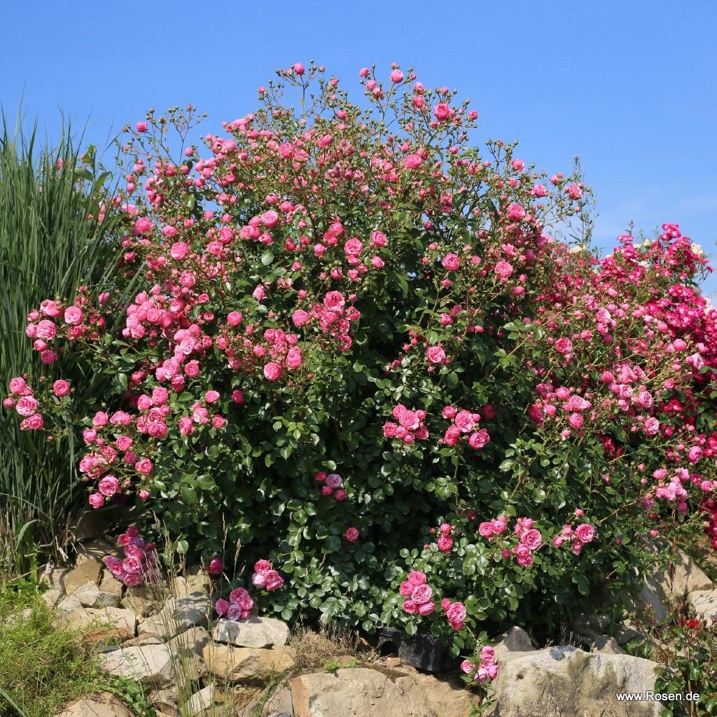 Pomponella® | Kordes Rosen