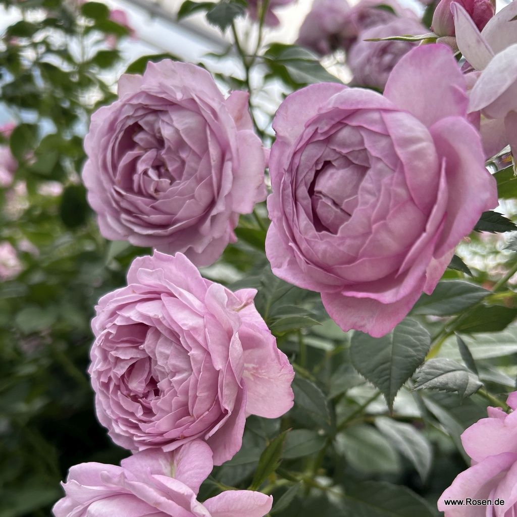 Herzogin Dorothea - Syn. Silent Parfuma® | Kordes Rosen