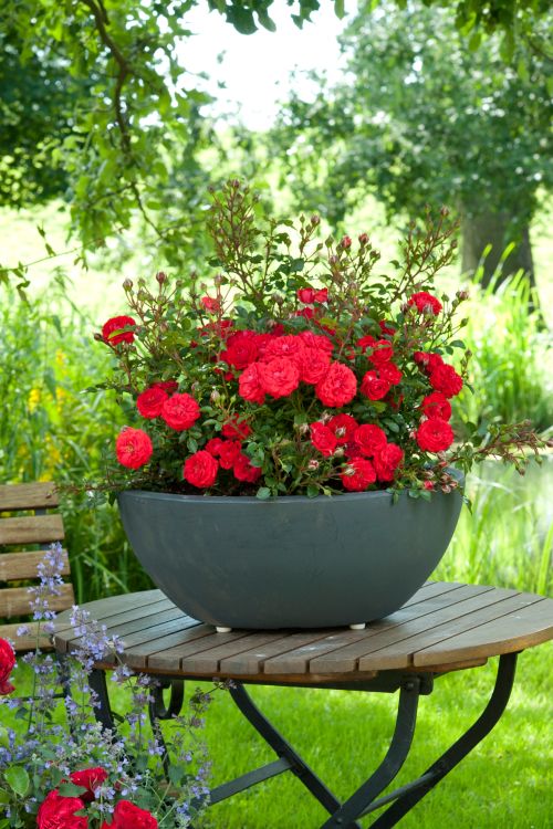 Lilliputs® Rosen Kollektion | Kordes Rosen