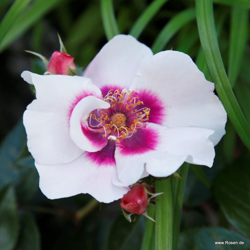 SEE YOU® | Collections | Garden roses | Kordes Rosen