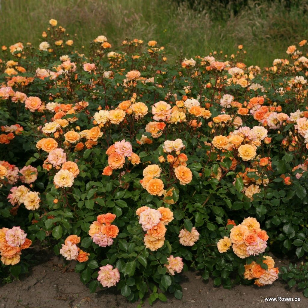 Bentheimer Gold® | Kordes Rosen