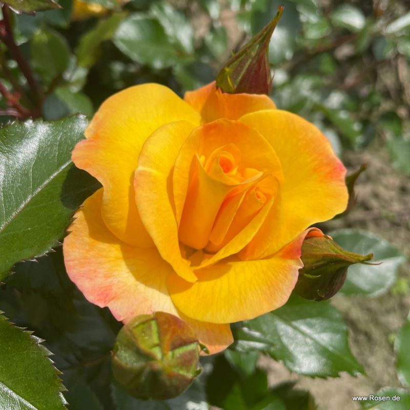 Bright Smiles® | Kordes Rosen