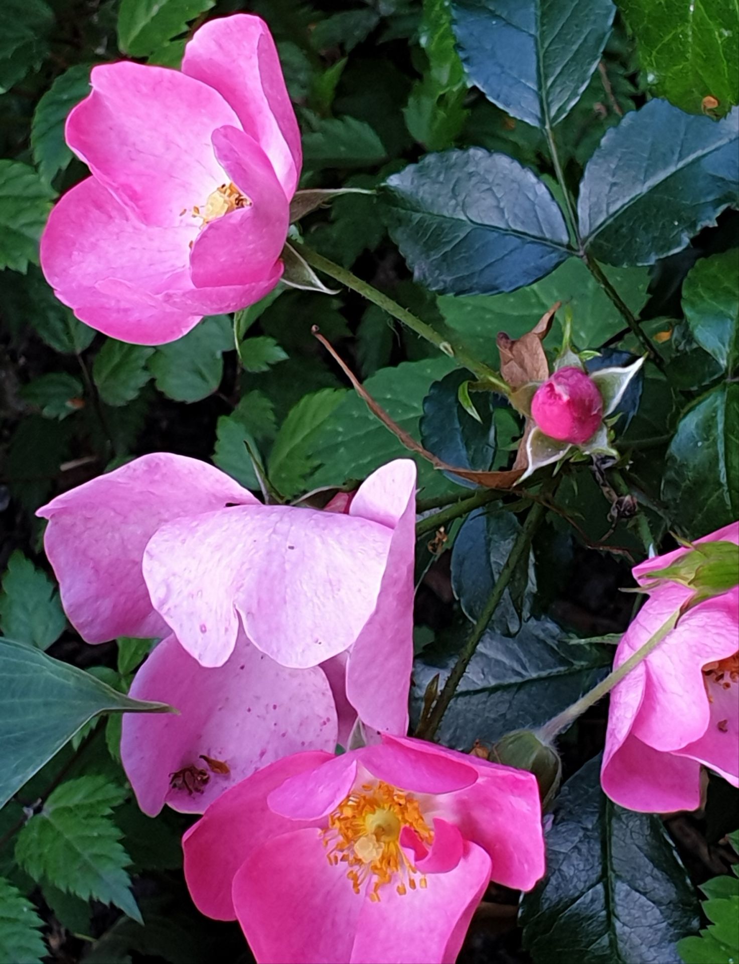 Fortuna® | Kordes Rosen