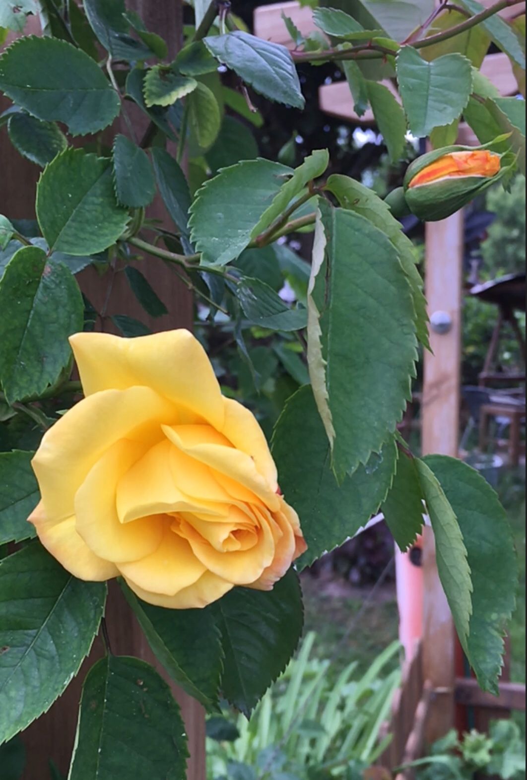 Golden Gate® | Kordes Rosen