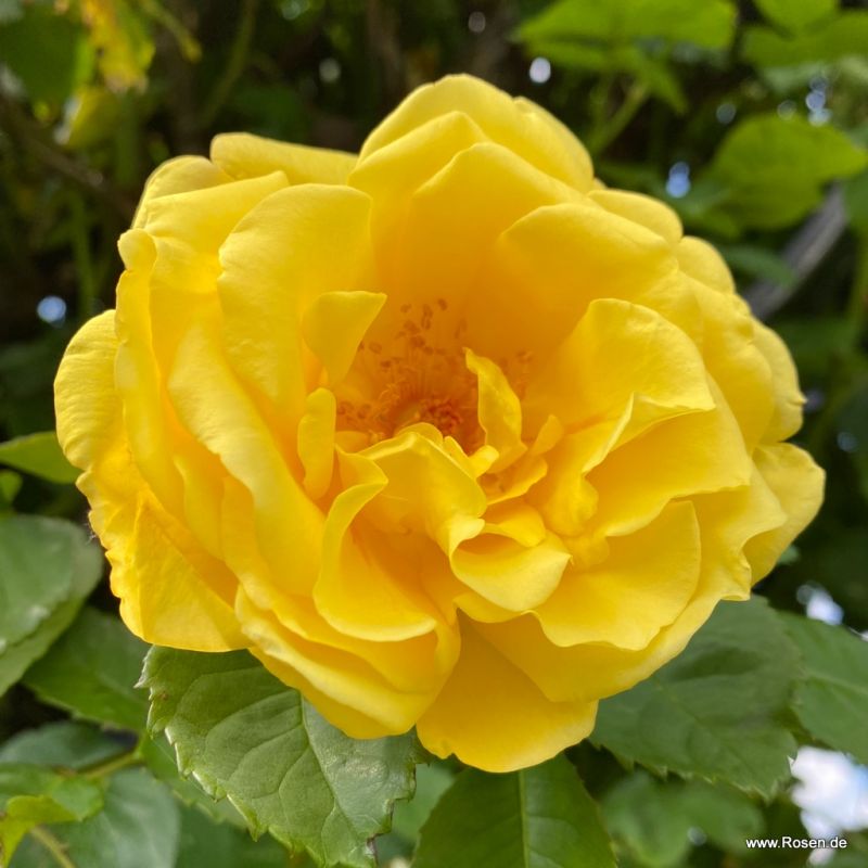 Golden Gate® | Kordes Rosen