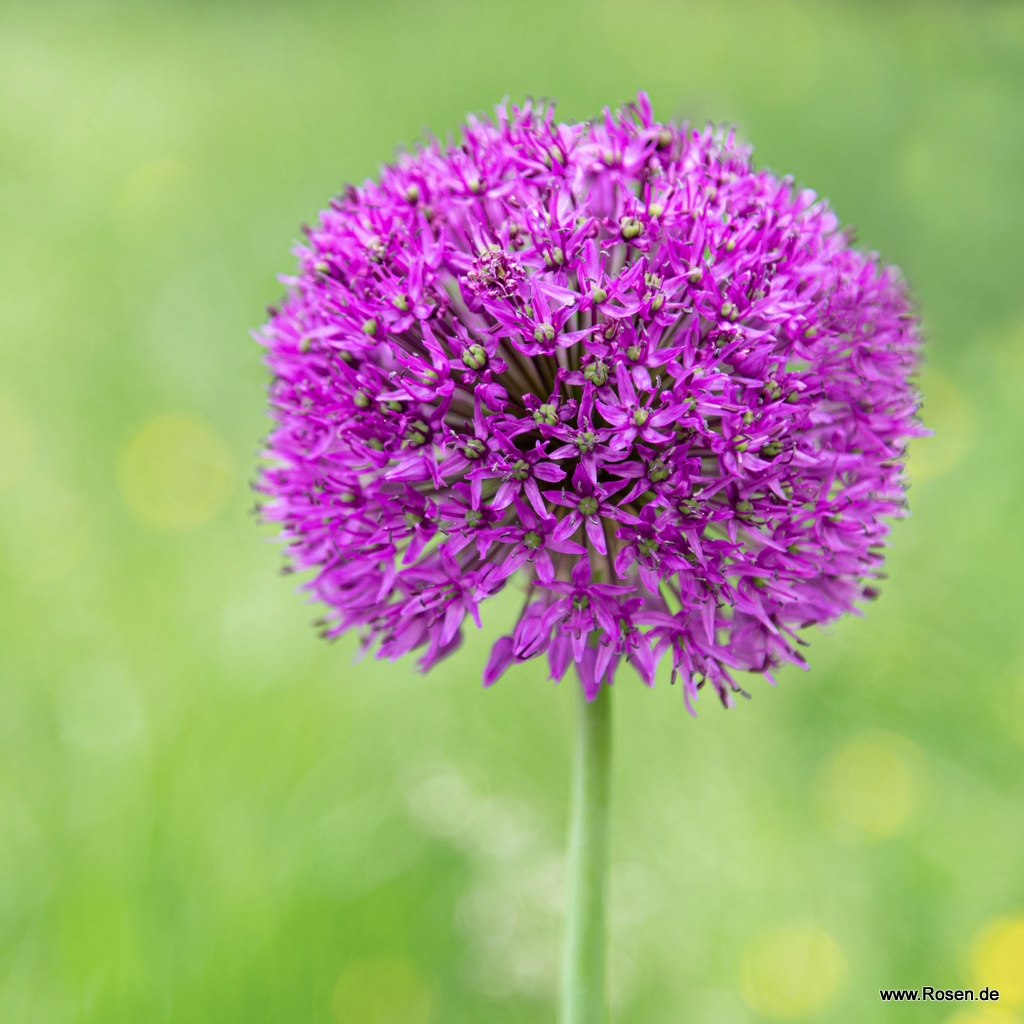 Zierlauch 'Millenium' | Kordes Rosen
