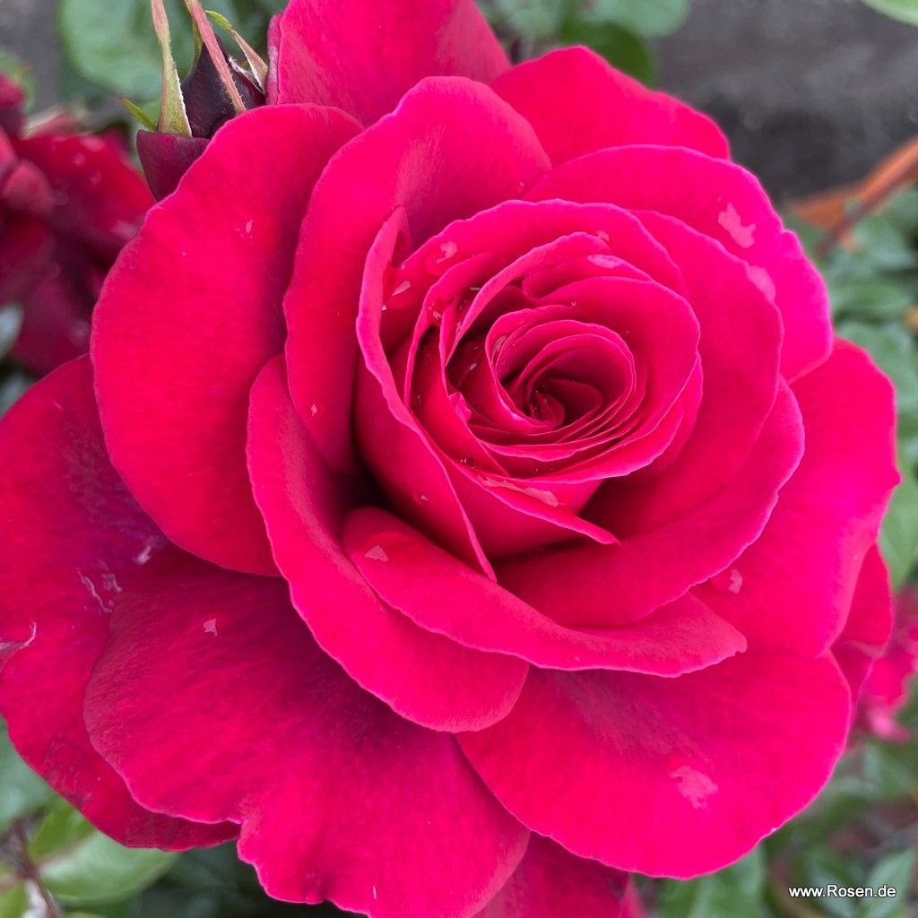 Garden roses | Kordes Rosen