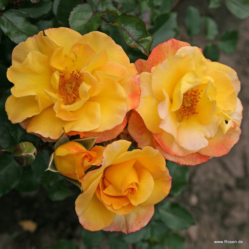 Bright Smiles® | Kordes Rosen