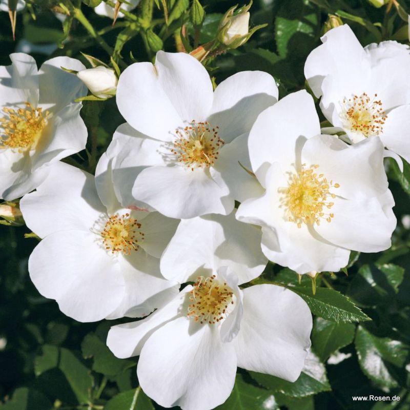 ADR-Rosen / ROSELAX® Rosen | Kordes Rosen