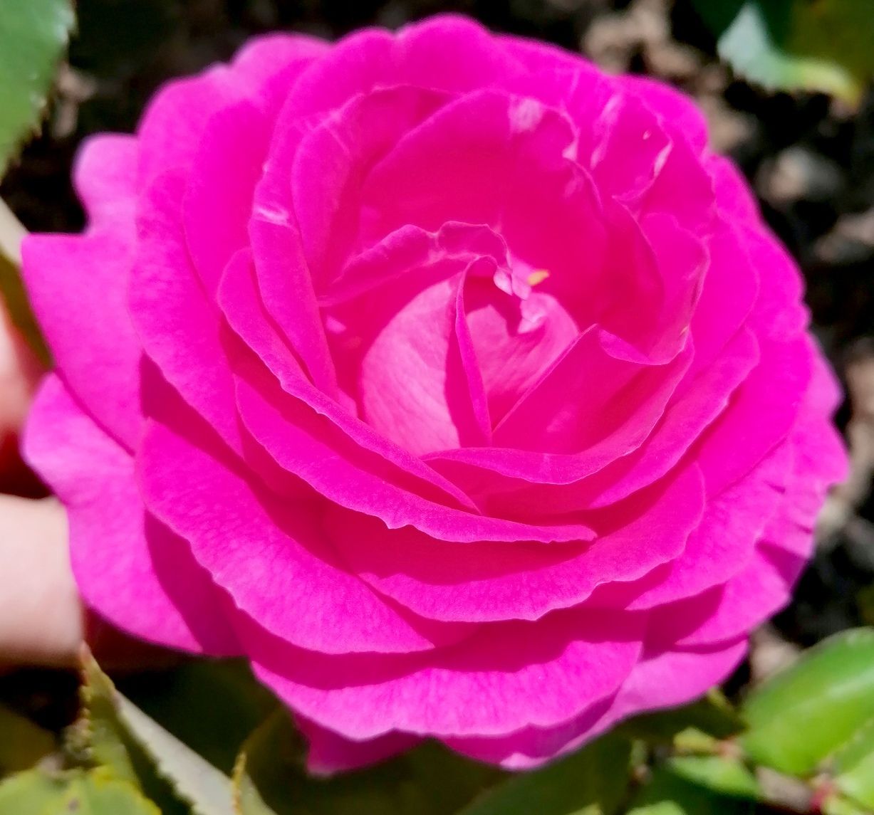 Fräulein Maria | Kordes Rosen
