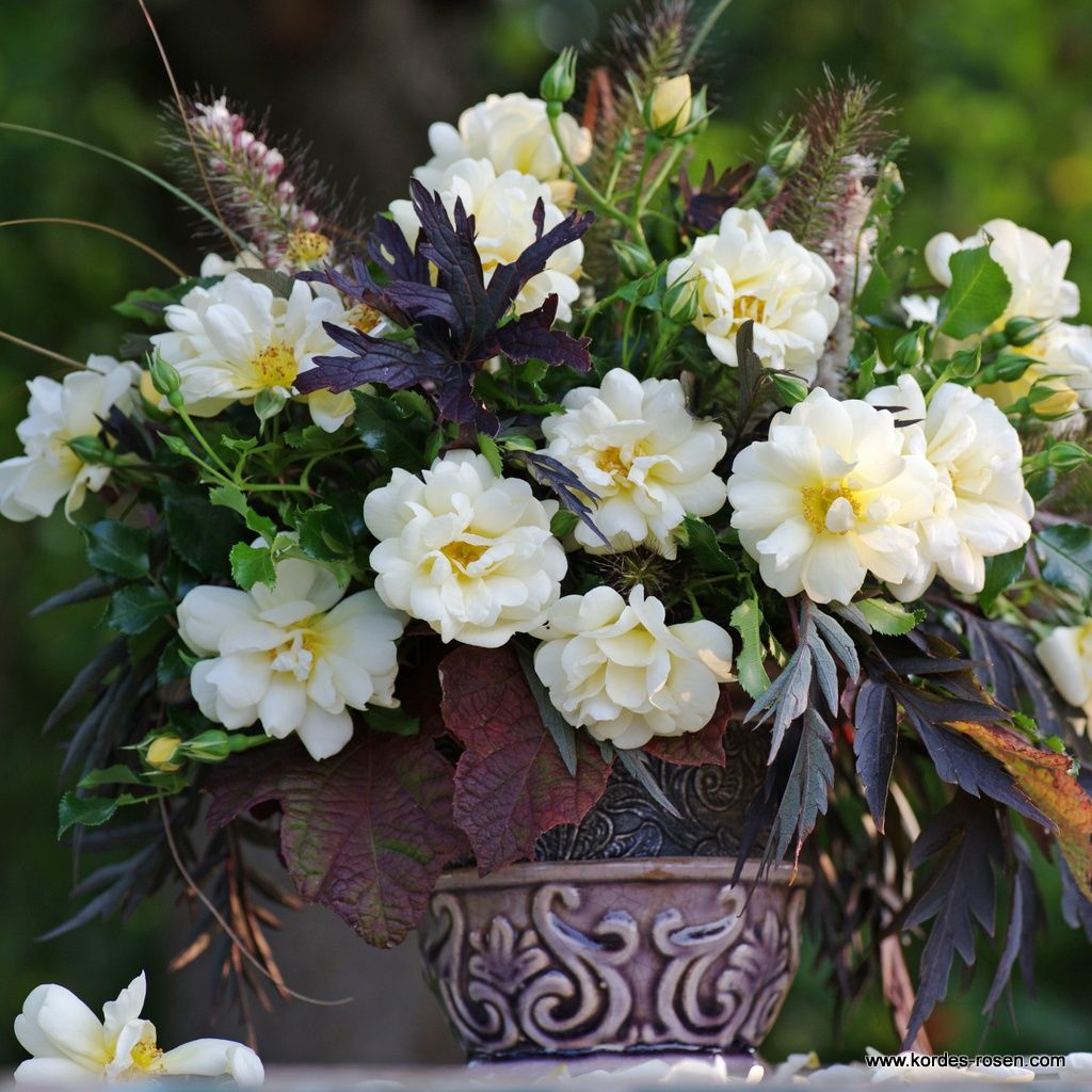 Sunny Rose® | Kordes Rosen