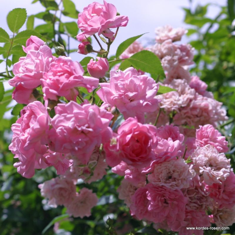 The Fairy | Kordes Rosen