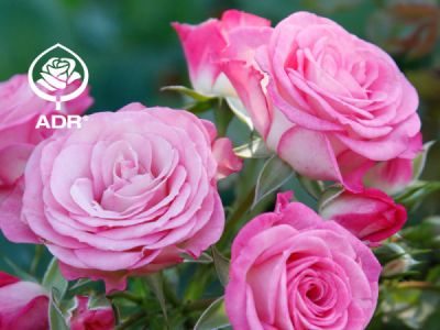 Kordes shop en ligne - les plus belles roses du monde | Kordes Rosen