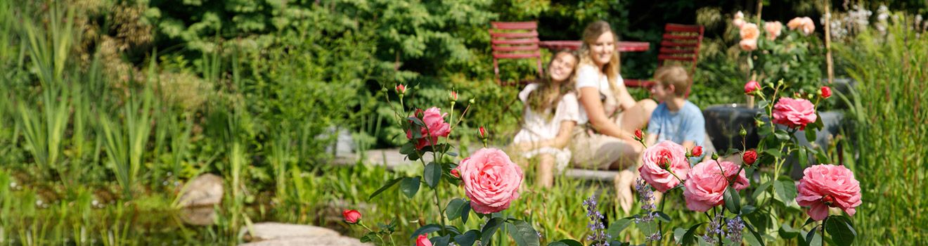 Kordes roses online shop - the most beautiful roses in the world ...