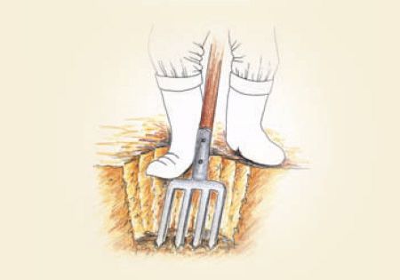 Pflanzanleitungen | Ihre Bestellung | Service | Kordes Rosen