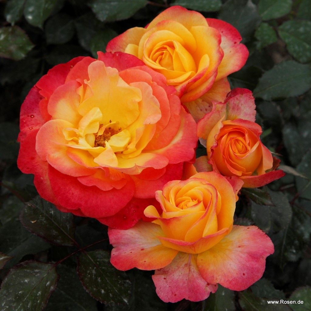 Flaming Star® | Kordes Rosen