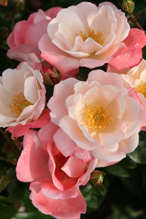 Kordes‘ Klima-Rosen® - hitzetolerante Rosen | Kordes Rosen