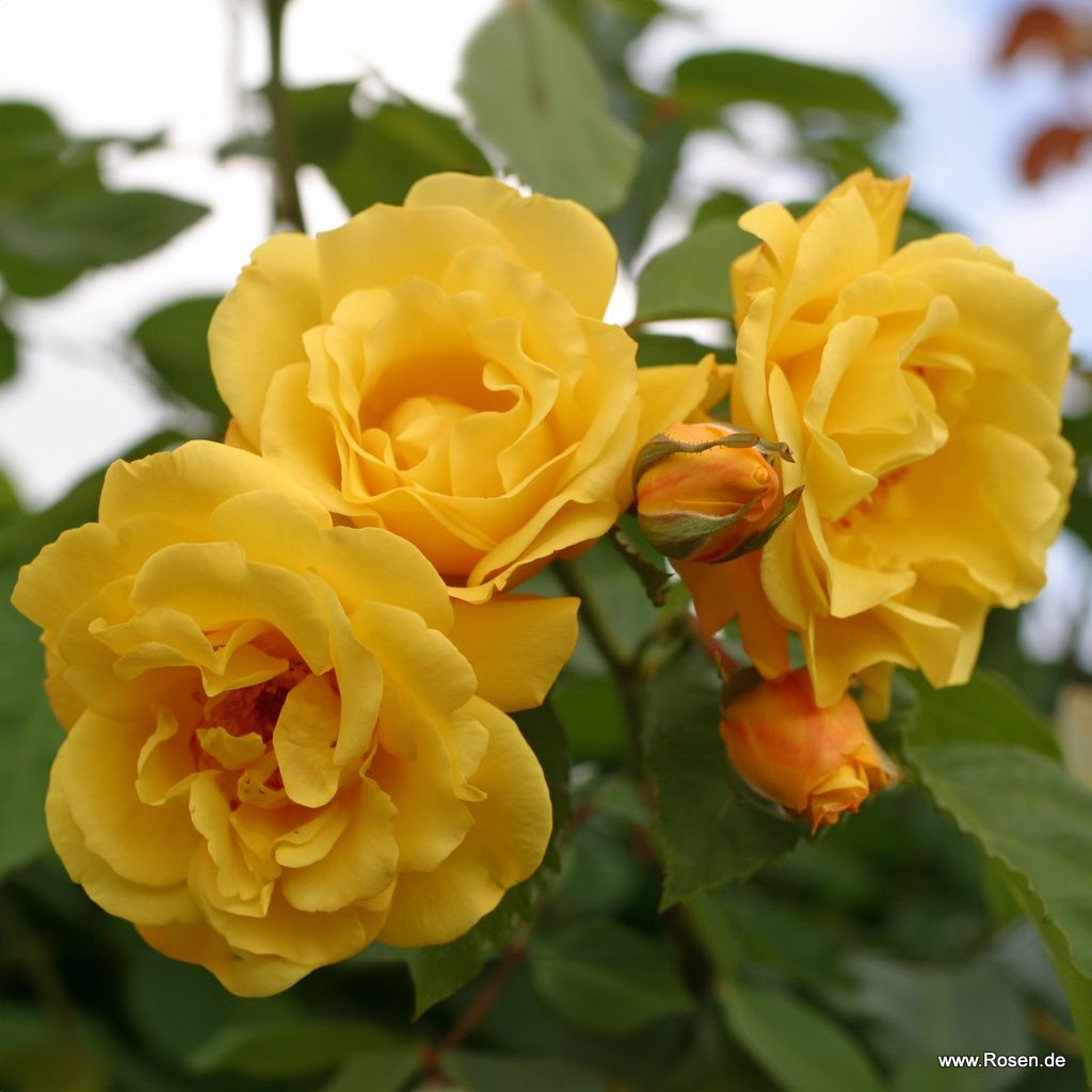 Golden Gate® | Kordes Rosen