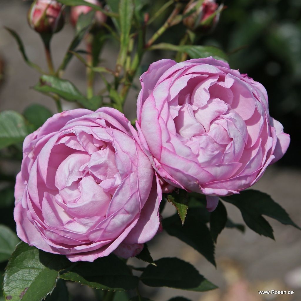 Herzogin Dorothea - Syn. Silent Parfuma® | Kordes Rosen