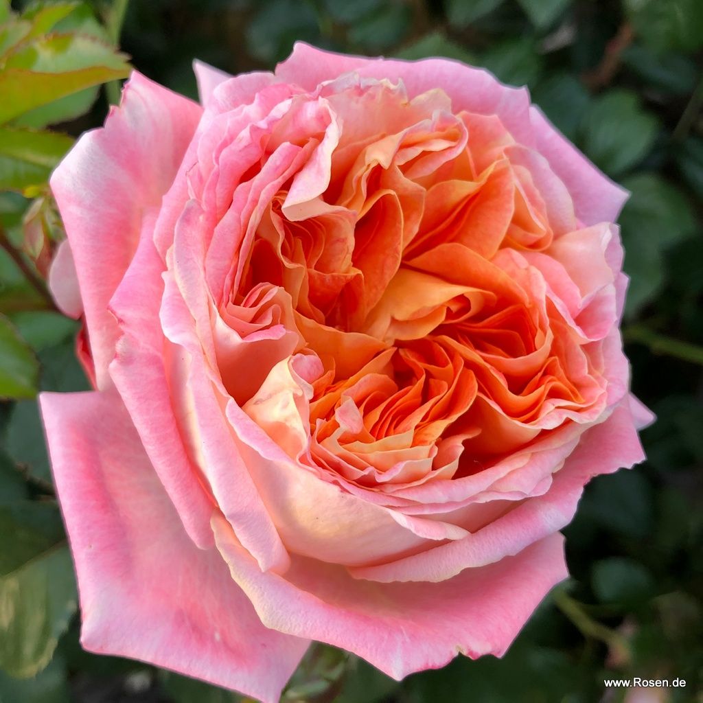 Samba® Rose | Kordes Rosen