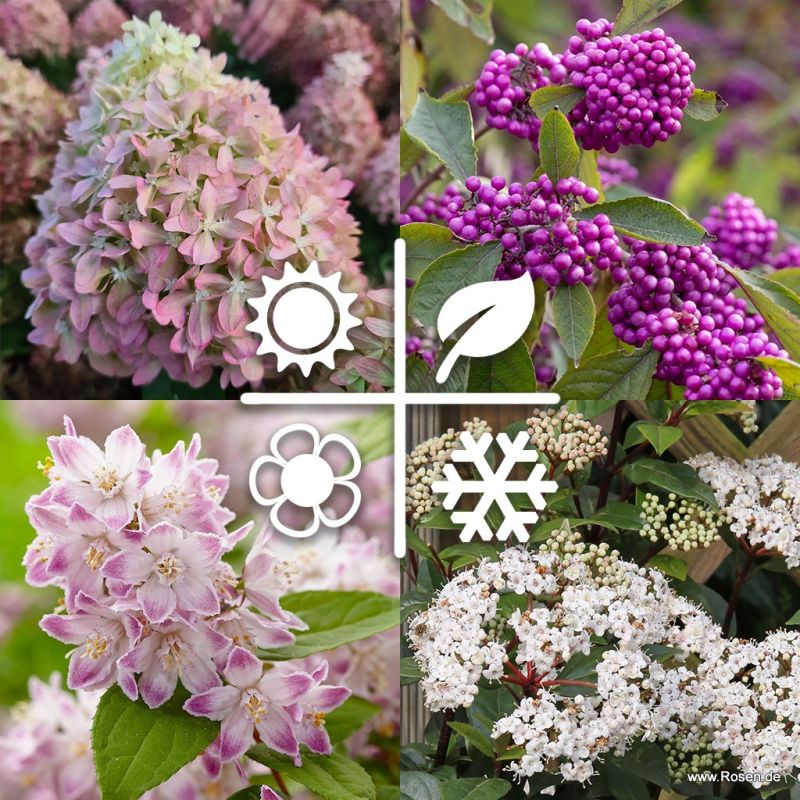 Flora Colonia | Kordes Rosen