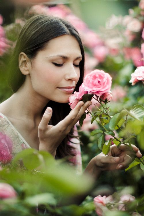 Parfuma® Rosen | Kordes Rosen