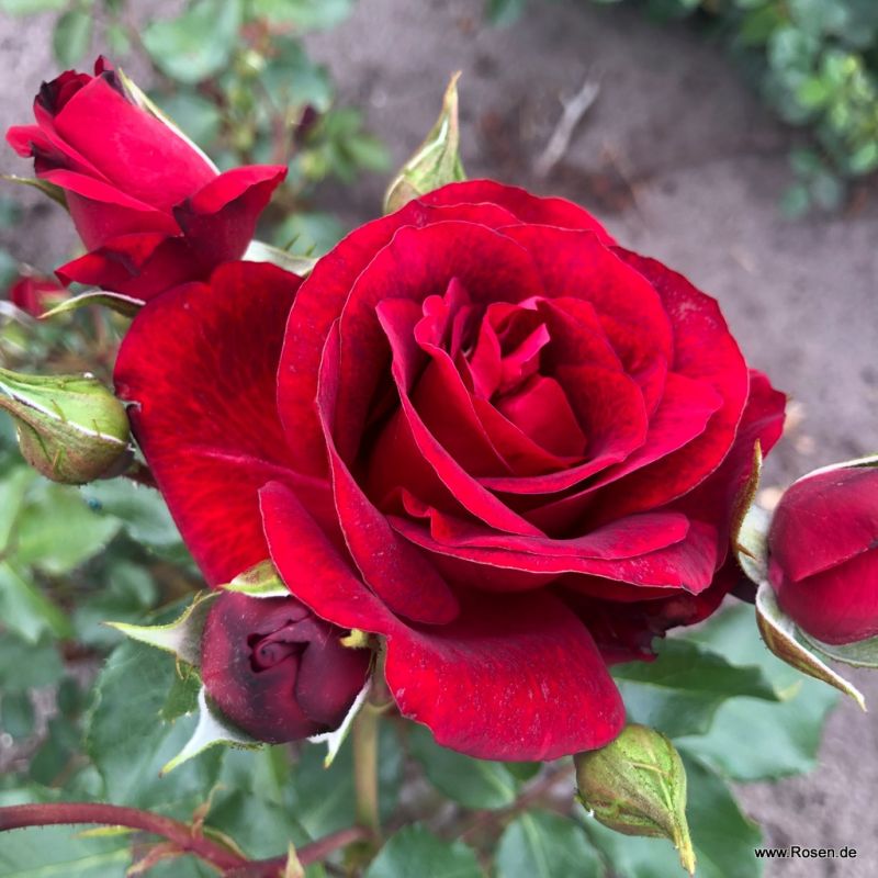 Kordes roses online shop - the most beautiful roses in the world ...