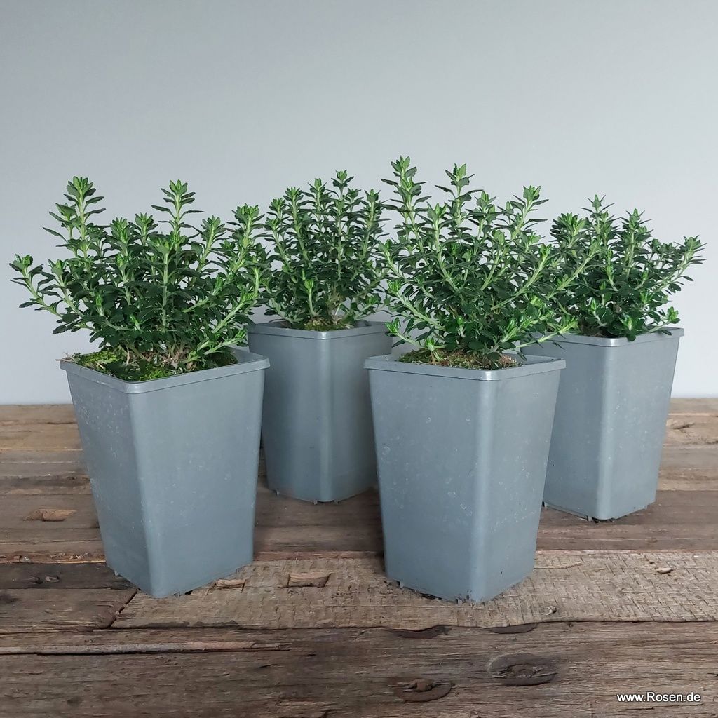 Garden of Roses® | Kordes Rosen