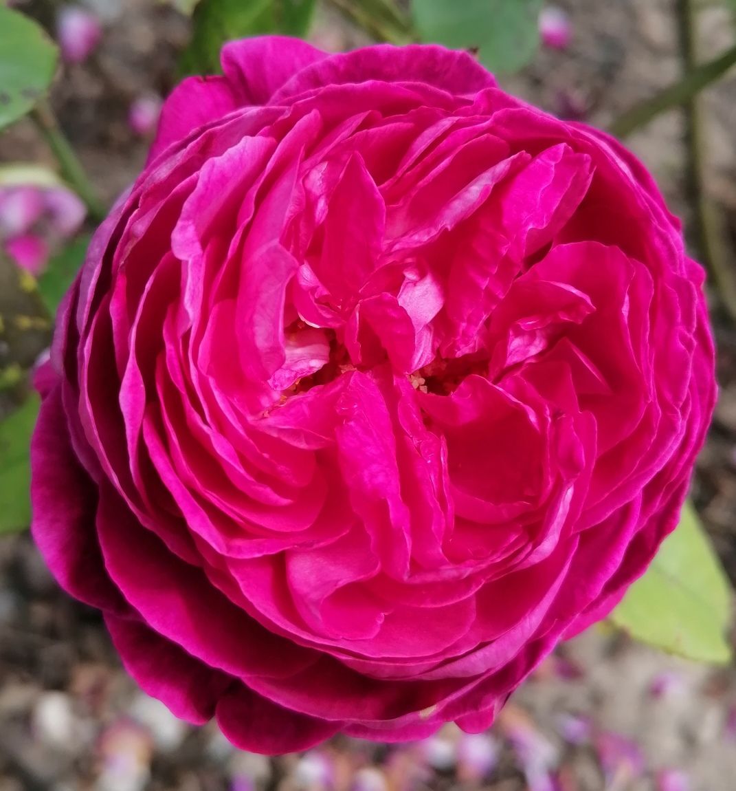 Freifrau Caroline® | Kordes Rosen