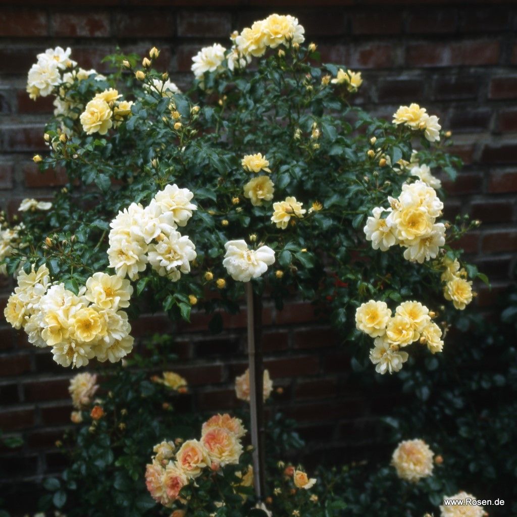Sunny Rose® | Kordes Rosen