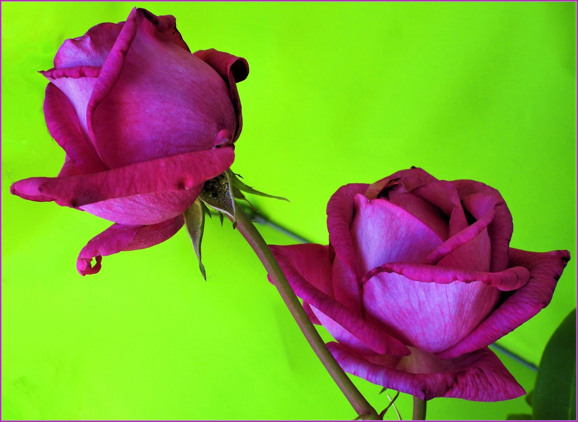 Kordes garden rose catalogue | Kordes Rosen