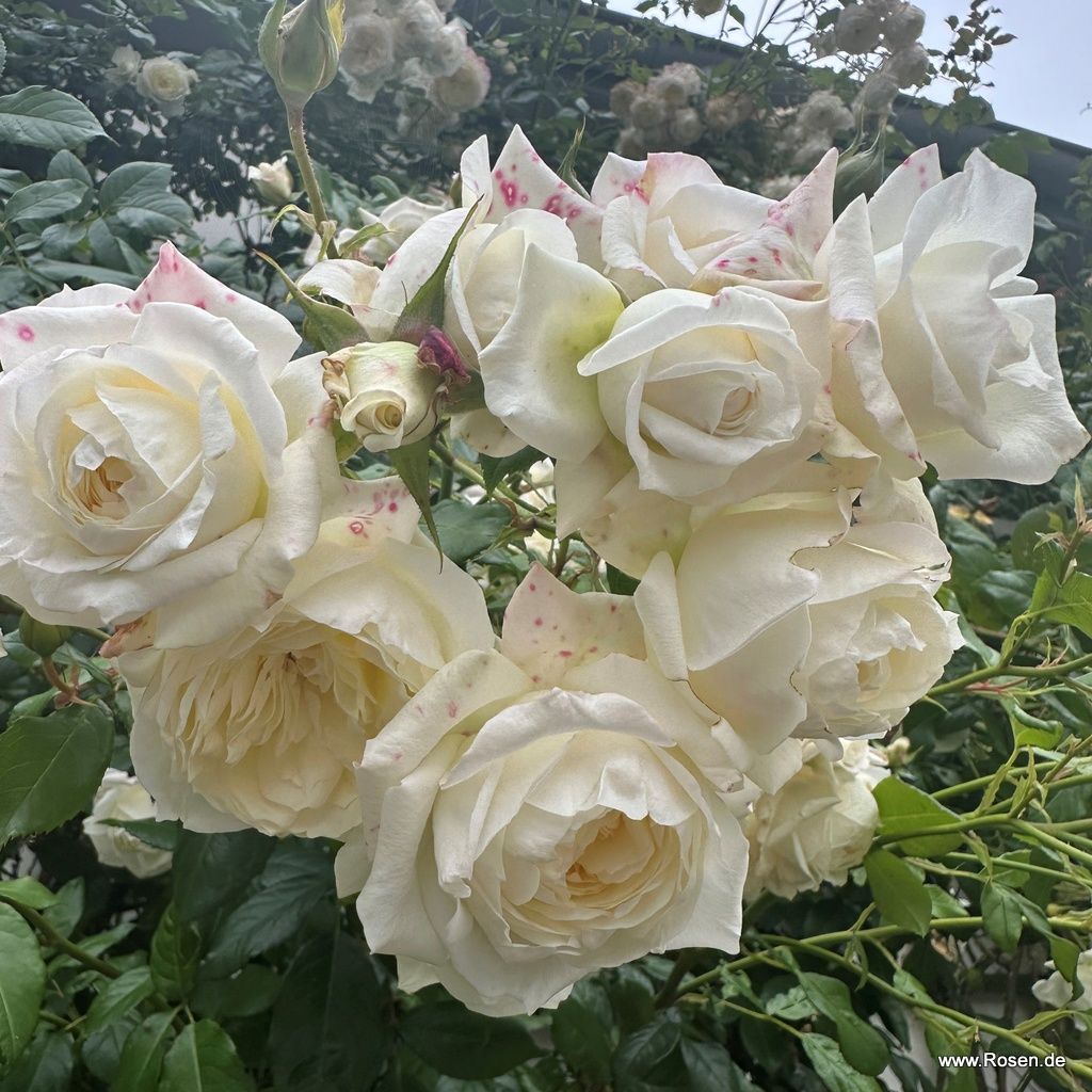 Alaska®/Future® | Kordes Rosen