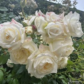 Alaska®/Future® | Kordes Rosen