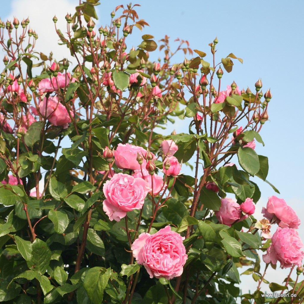 Kiss me Kate® | Kordes Rosen