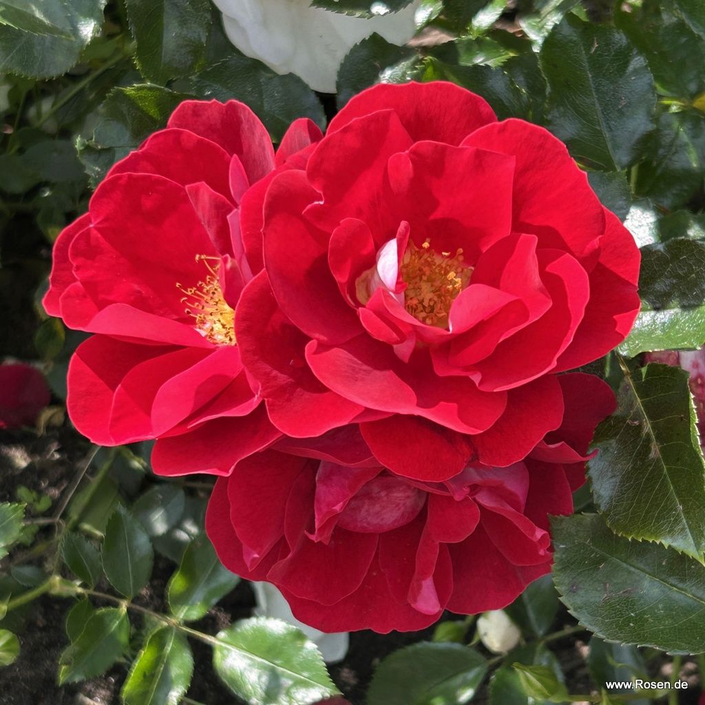 Caracho® | Kordes Rosen