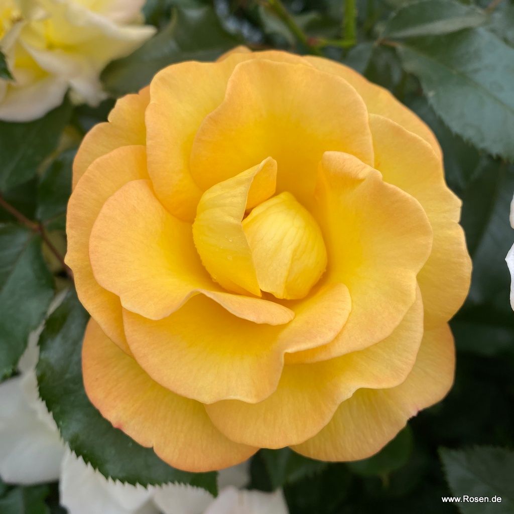 Bright Smiles® | Kordes Rosen
