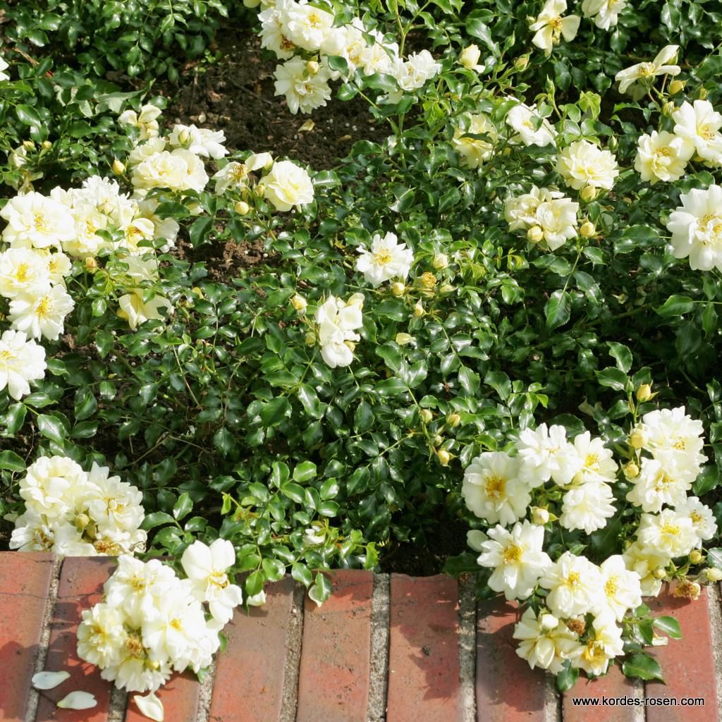Sunny Rose® | Kordes Rosen