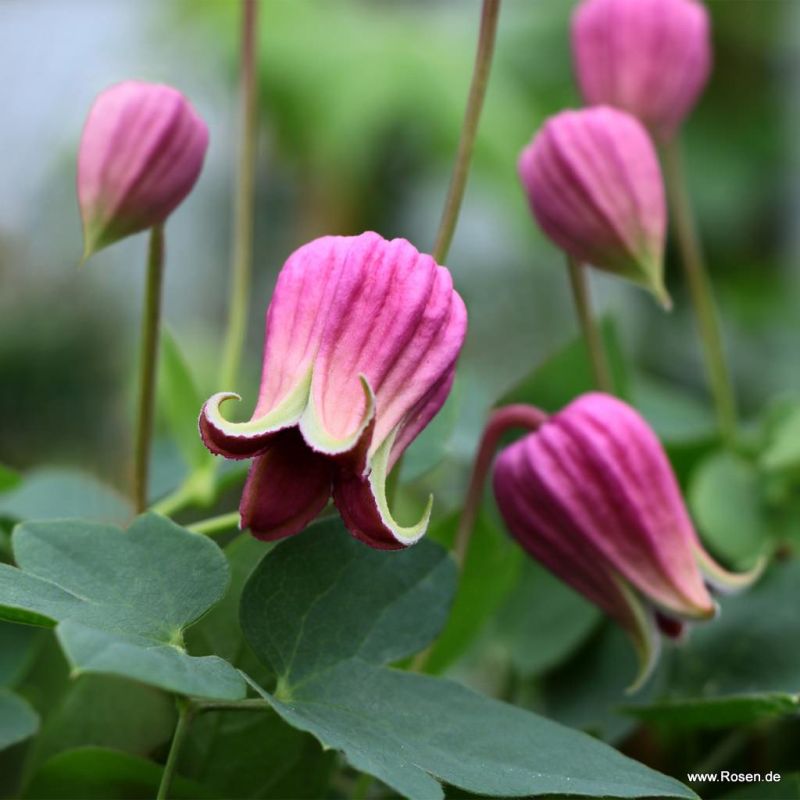 Alaska®/Future® | Kordes Rosen