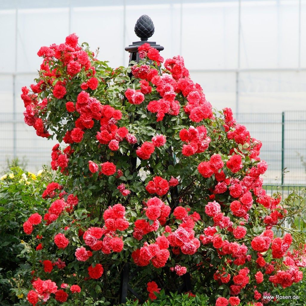 Rosarium Uetersen® | Kordes Rosen
