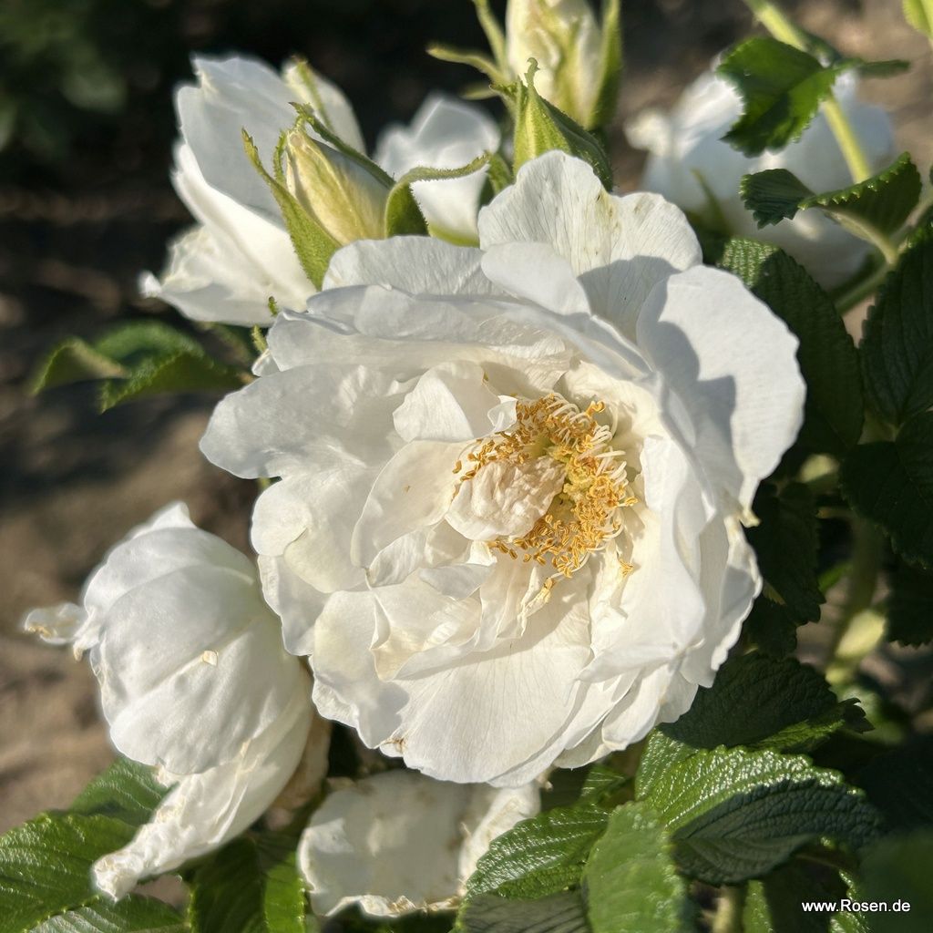 Frozen Roadrunner Rose | Kordes Rosen