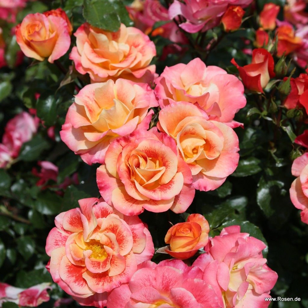 Airbrush® | Kordes Rosen