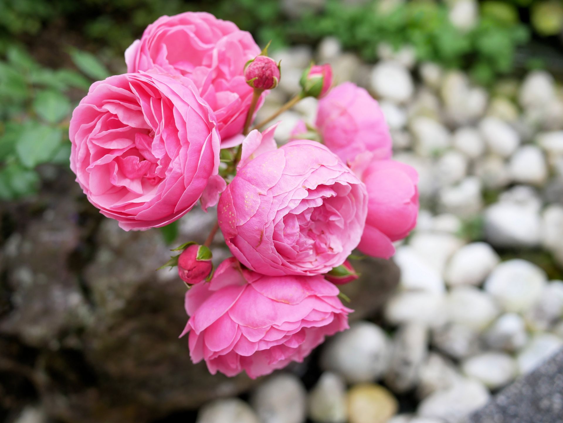 Pomponella® | Kordes Rosen