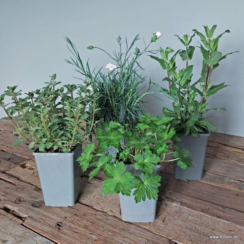 Flora Colonia | Kordes Rosen