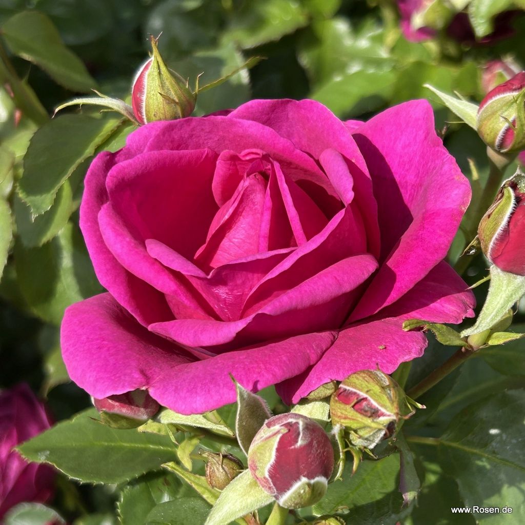 Für Elise | Kordes Rosen